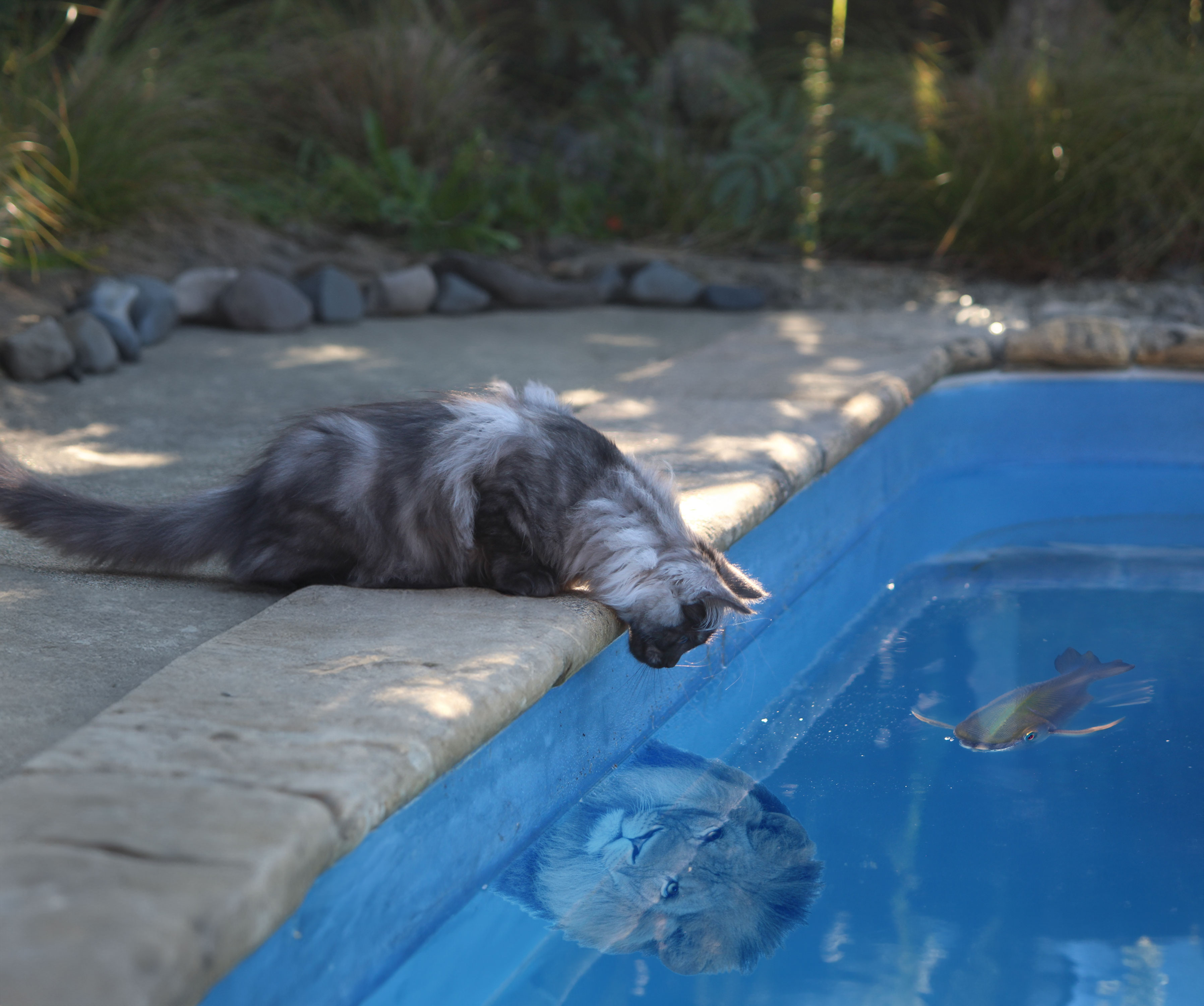 Photoshop Cats – Kiwi Katz Virtual Cat Show