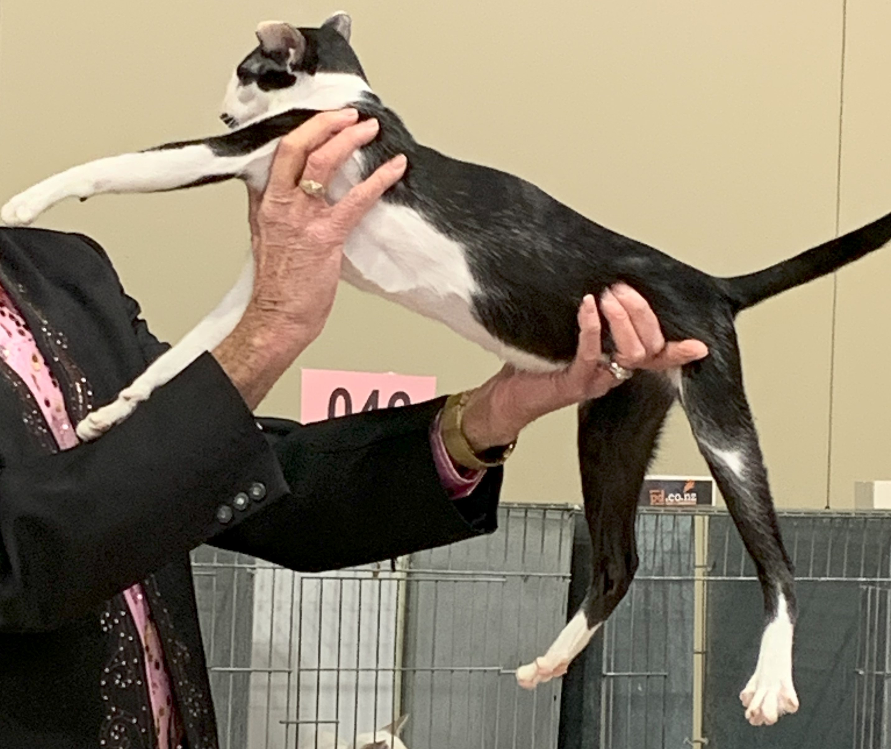 Shorthair Entire Cats – Kiwi Katz Virtual Cat Show