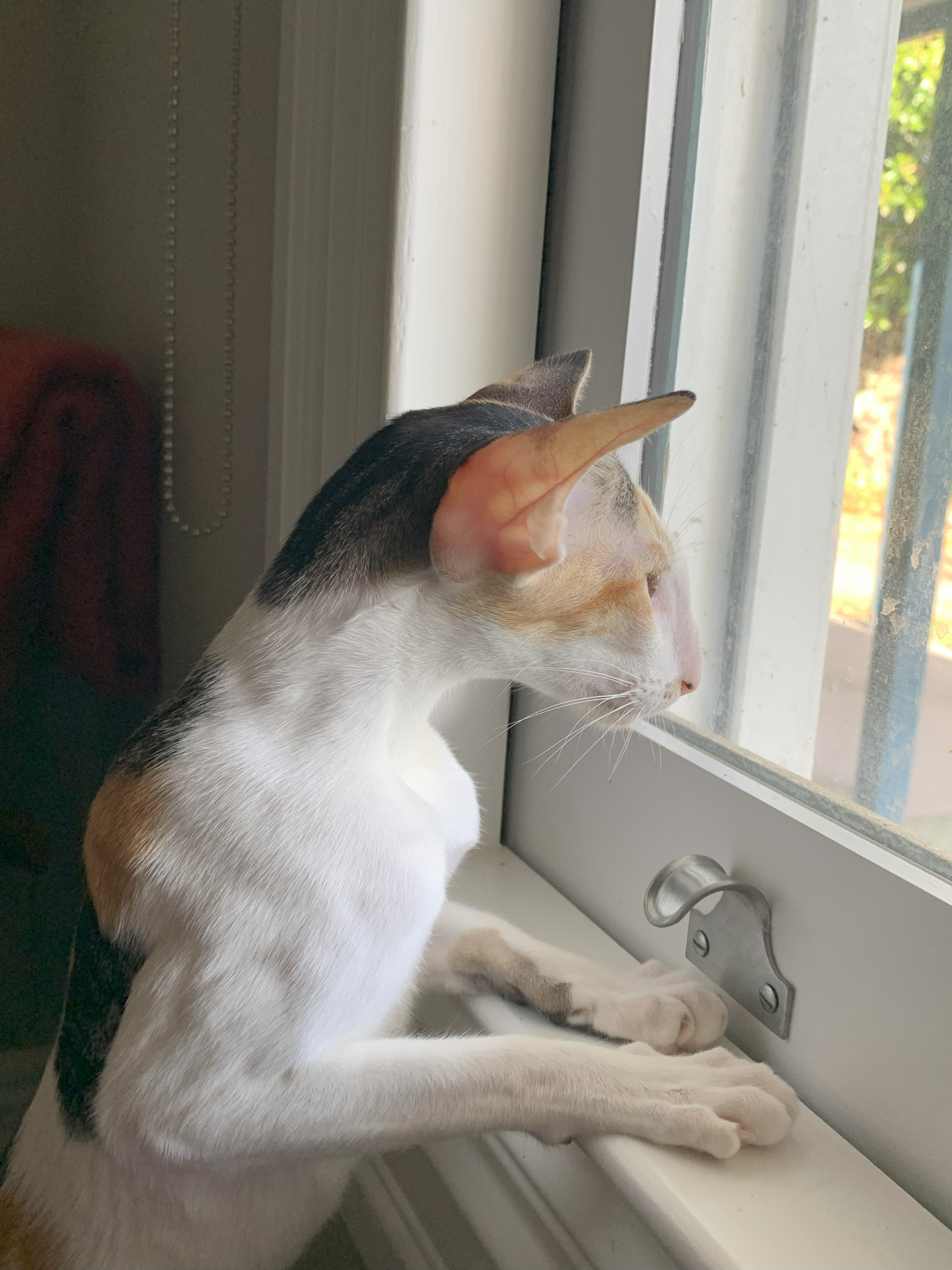 Shorthair Entire Cats – Kiwi Katz Virtual Cat Show