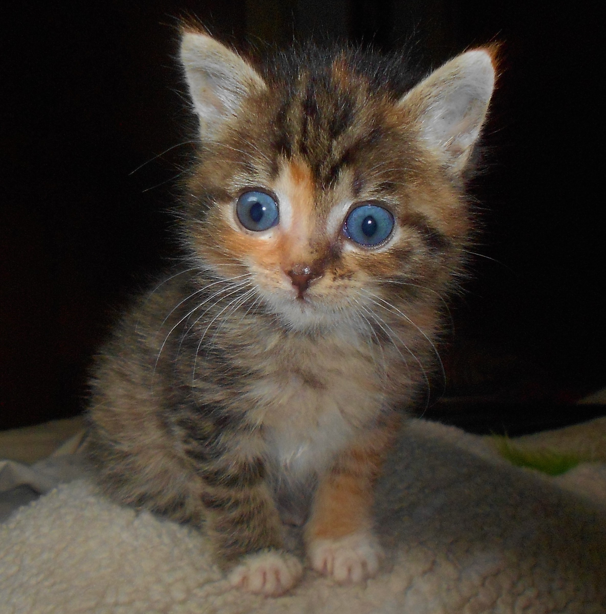 Judges Choice – Kiwi Katz Virtual Cat Show