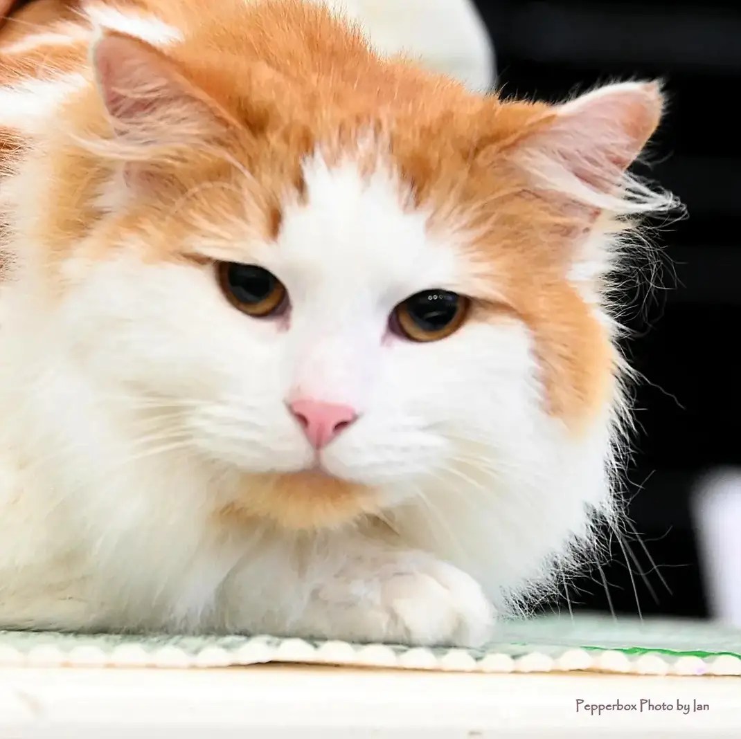 Top 10 Best of Best – Kiwi Katz Virtual Cat Show